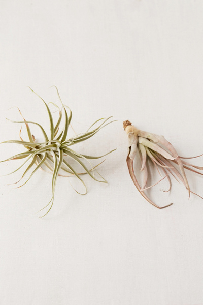 Large Live Assorted Air Plant - Set of 2 | Urban Outfitters