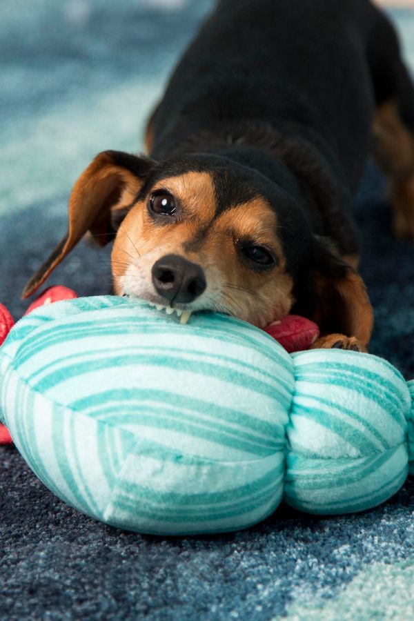 BARK Homer Hermit Crab Dog Toy | Urban Outfitters