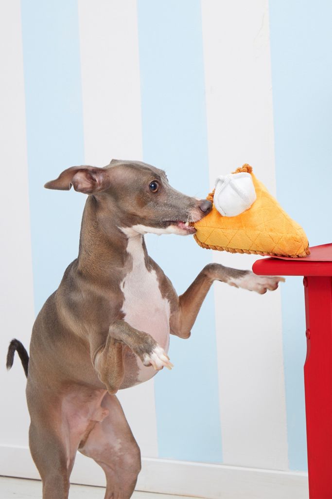 BARK Pepper's Pumpkin Pie Dog Toy | Urban Outfitters