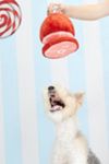 BARK Wham Bam Ham Dog Toy | Urban Outfitters